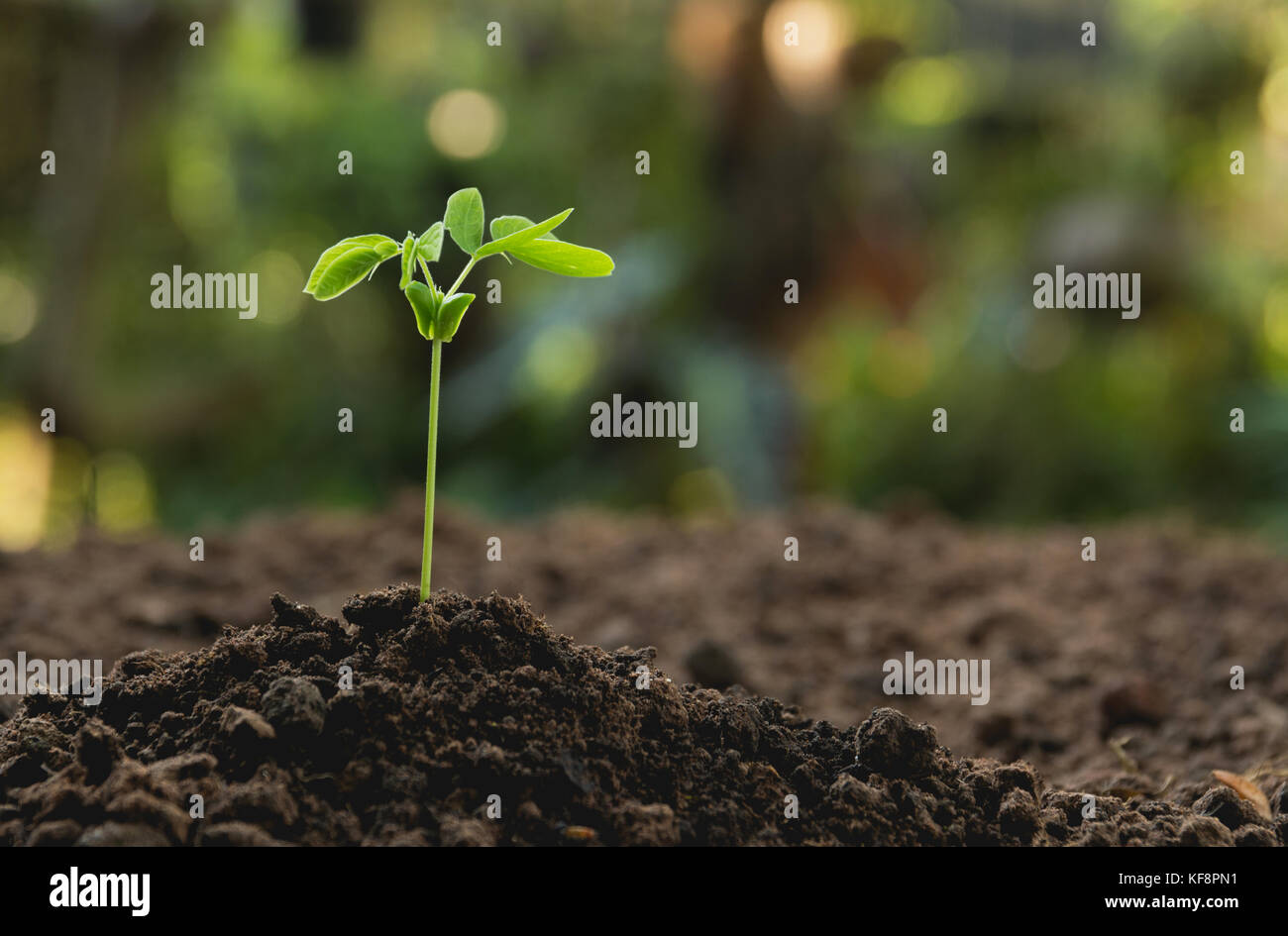 Green young plant growing in soil on nature background Stock Photo - Alamy