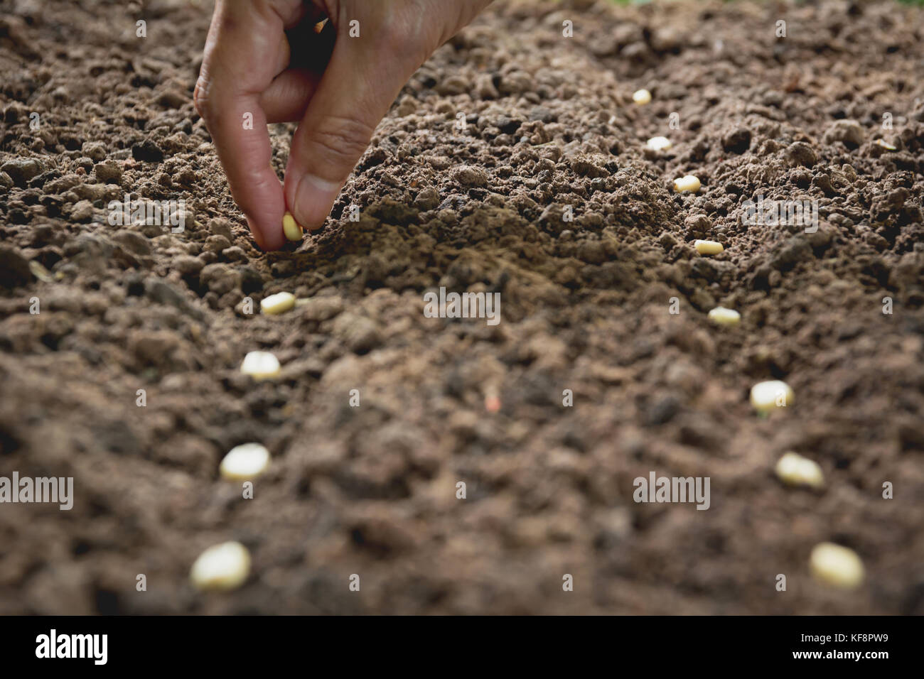 Hand planting corn seed in soil hi-res stock photography and images - Alamy
