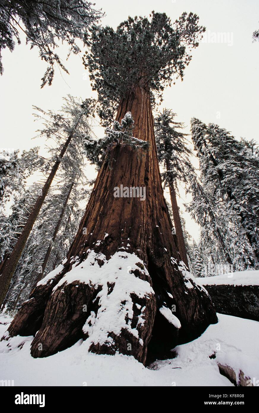 TREES, TAXODIACEE GIANT SEQUOIA (Sequoiadendron giganteum) APPEARANCE ...