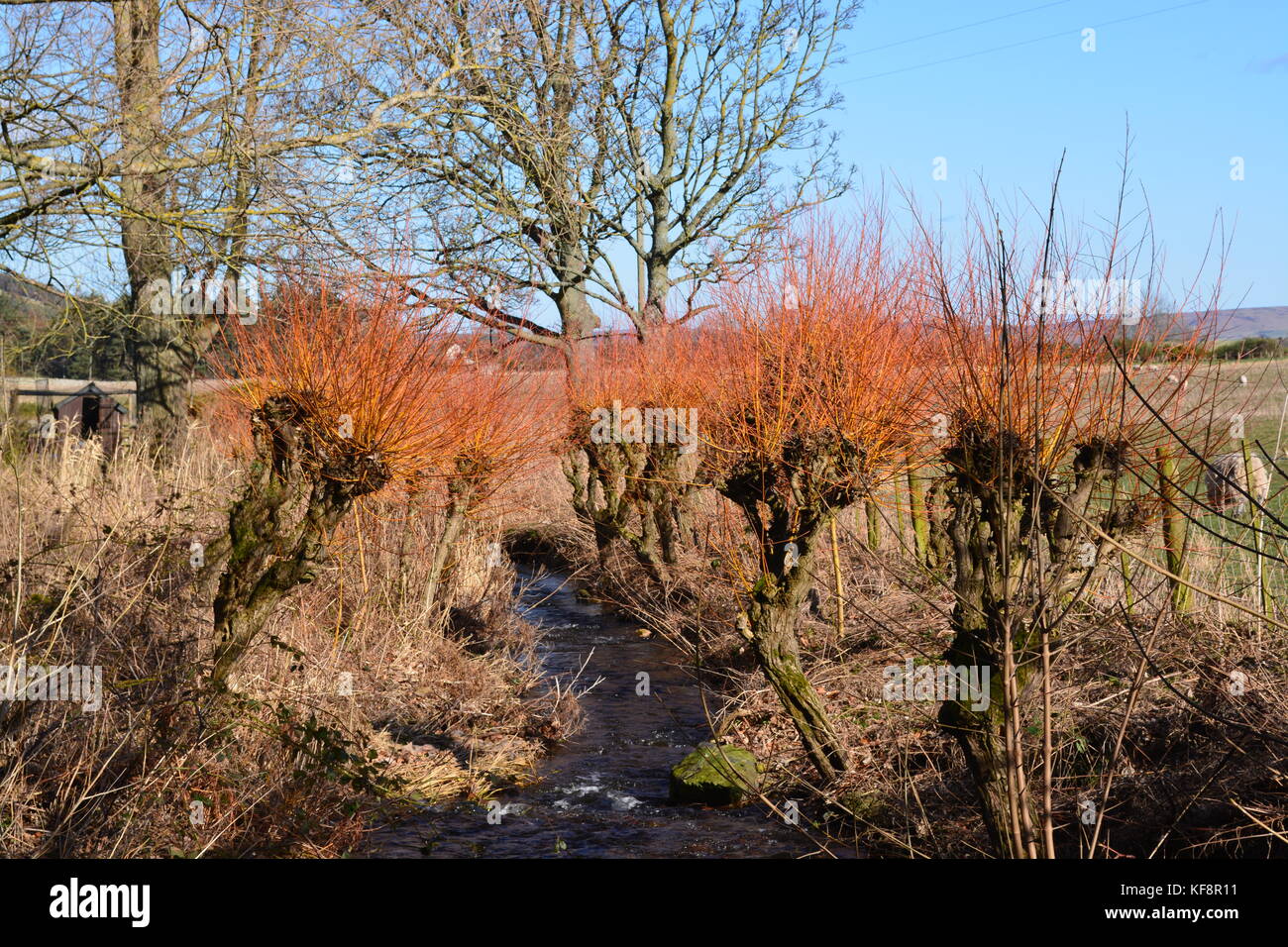 Common Osier Willow Stock Photo - Alamy