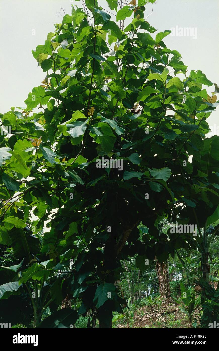 Botany, Teak (Tectona grandis Stock Photo - Alamy