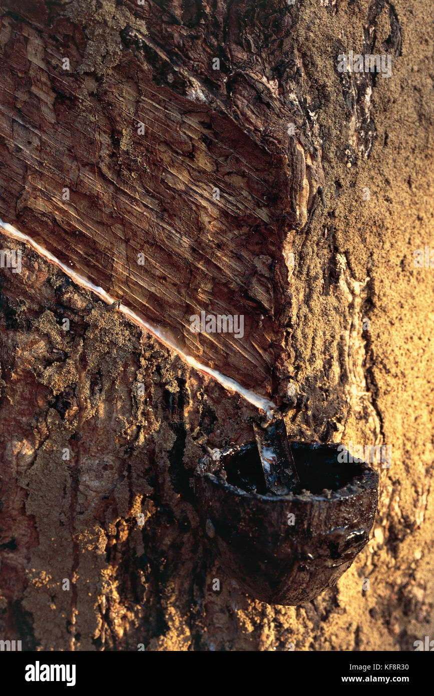 Botany, Trees, Euphorbiaceae, rubber tree (Hevea brasiliensis). Brazil ...