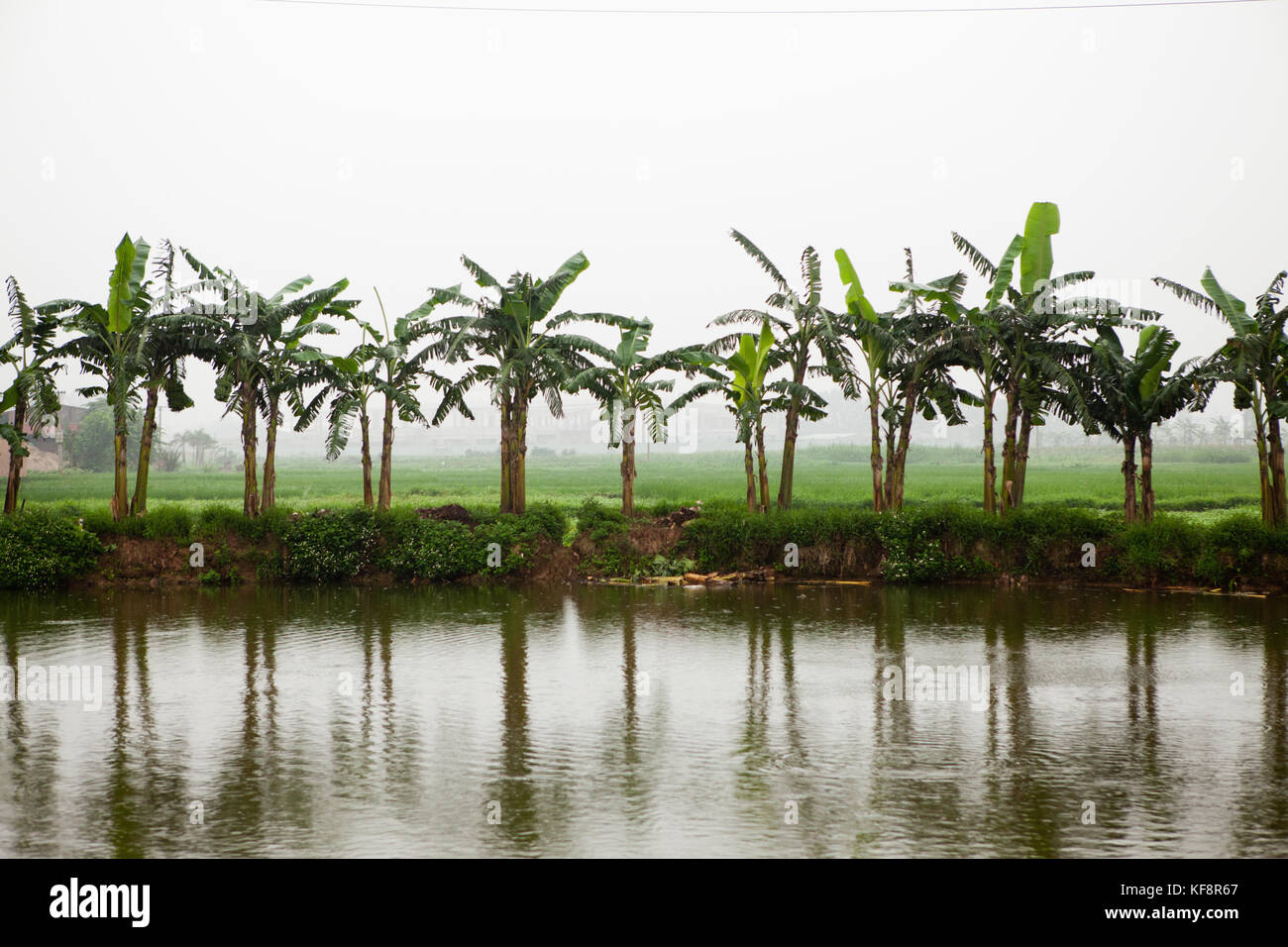 VIETNAM, Hanoi, banana trees grow along a small countryside lake on the ...