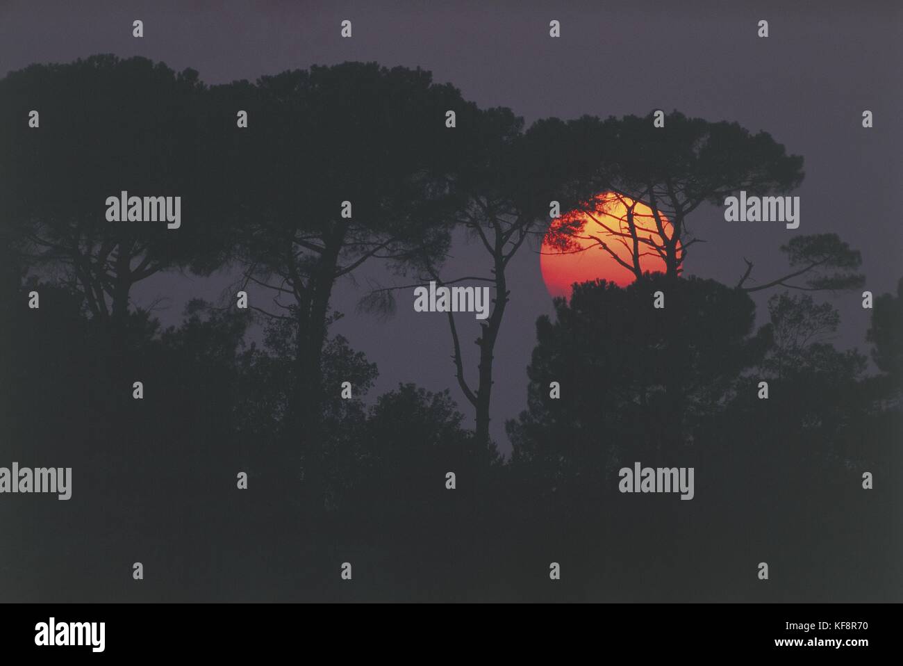 Botany, Trees, Pinaceae. Italian stone pine (Pinus pinea). Sunset at ...