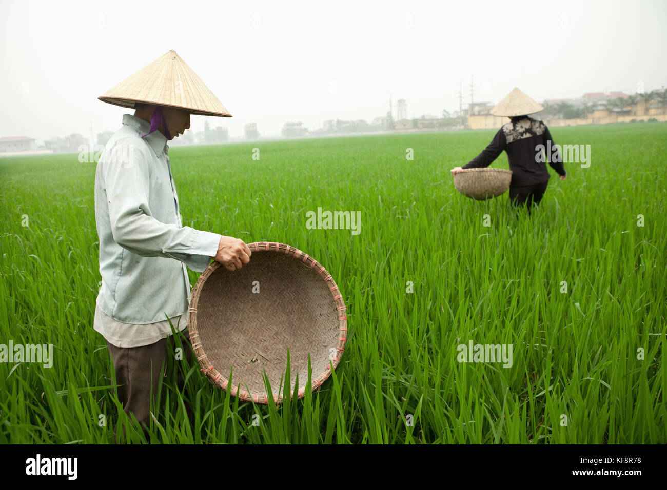 VIETNAM, Hanoi countryside, rice farmers Nguyen Huu Uc and Nguyen Thi ...