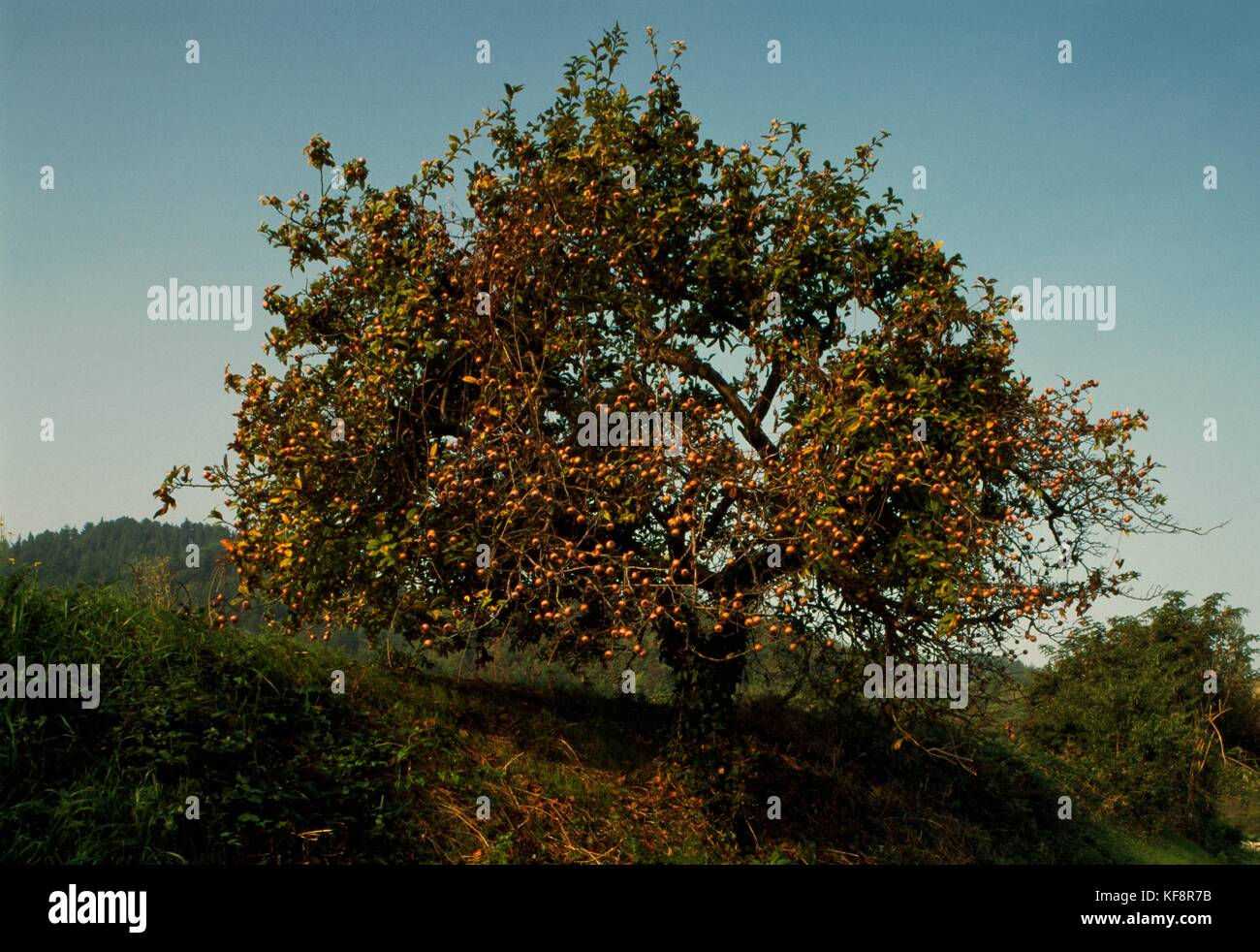 Common Medlar (Mespilus germanica), Rosaceae Stock Photo - Alamy