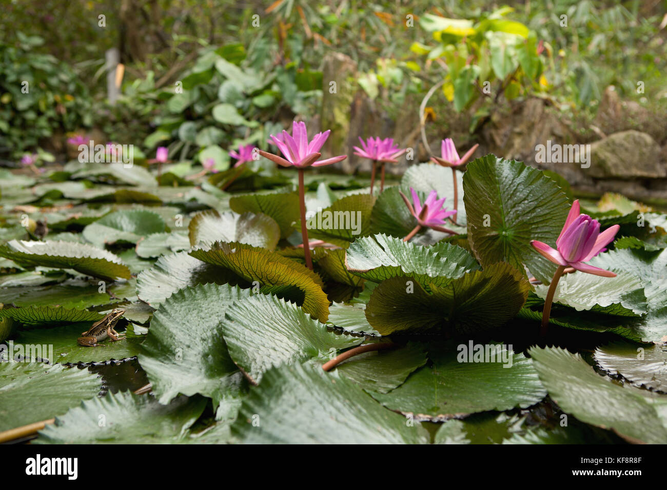 VIETNAM, Hue, a frog sits on a lily pads with blooming lotus flowers at ...