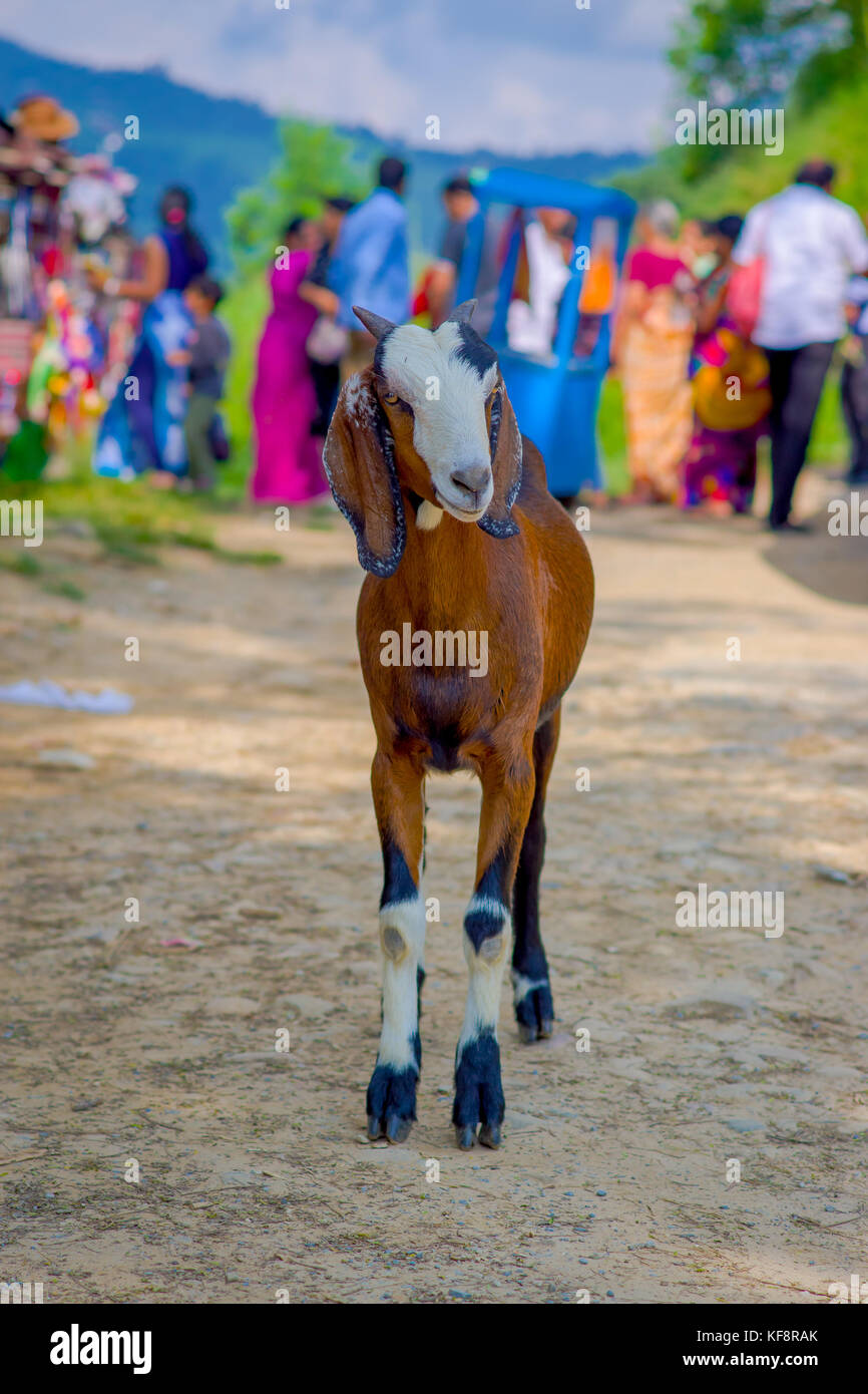Close up of wild goat, at outdoor waking over a clay path in Pokhara in ...