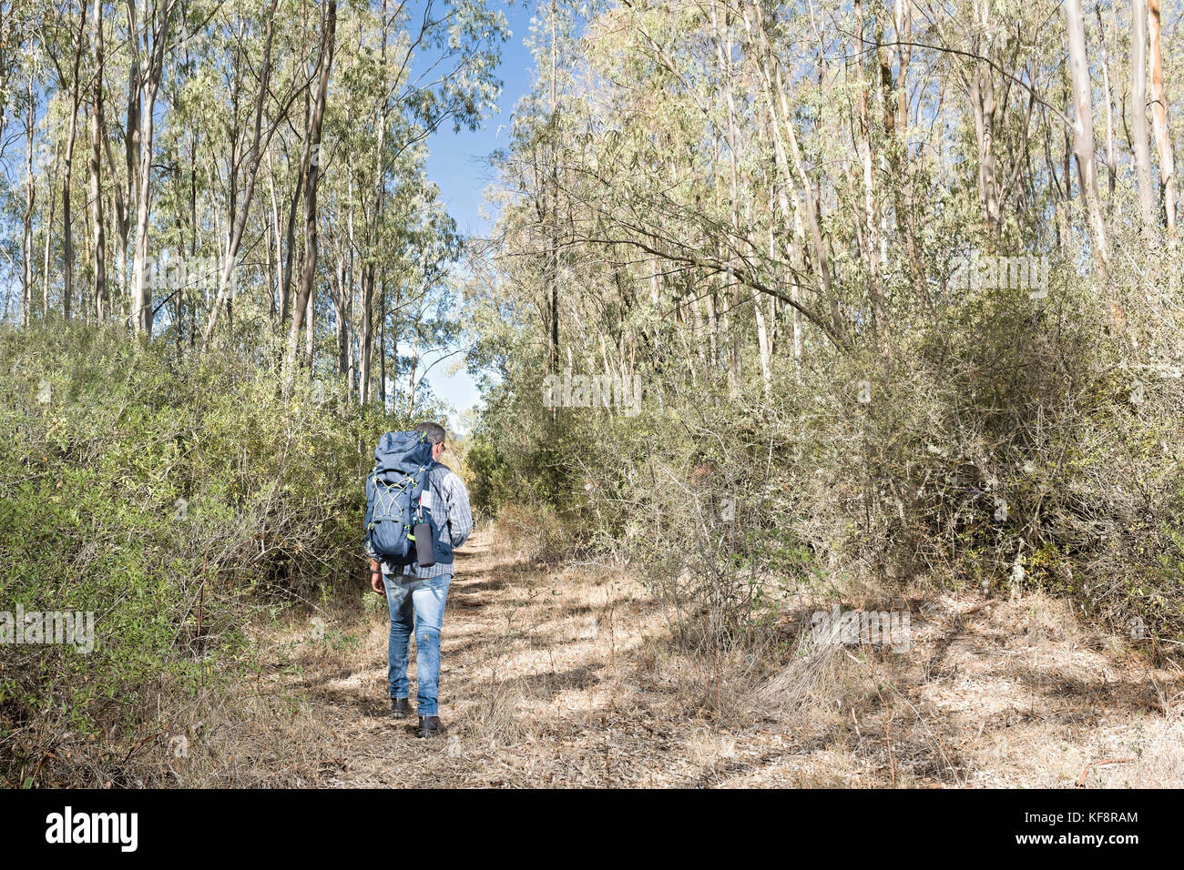 Hiker in the Sardinian eucalyptus forest Stock Photo - Alamy