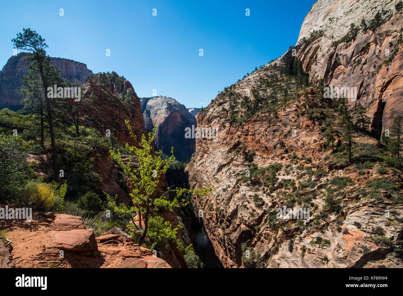 Narrow edge leading to Angel´s landing, Zion National Park, Utah, USA ...