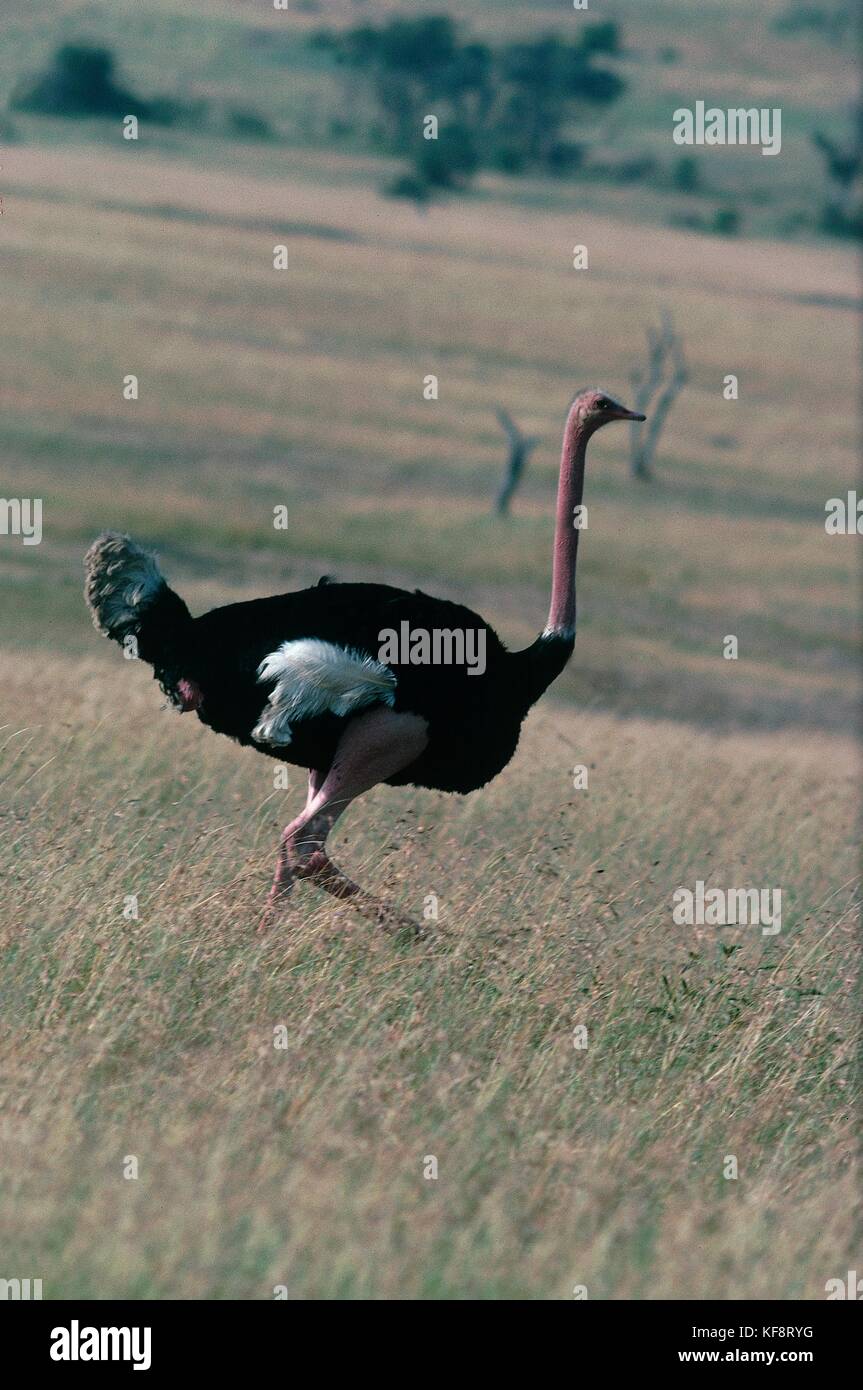 Zoology, Birds, Struthioniformes, Ostrich (Struthio camelus Stock Photo ...