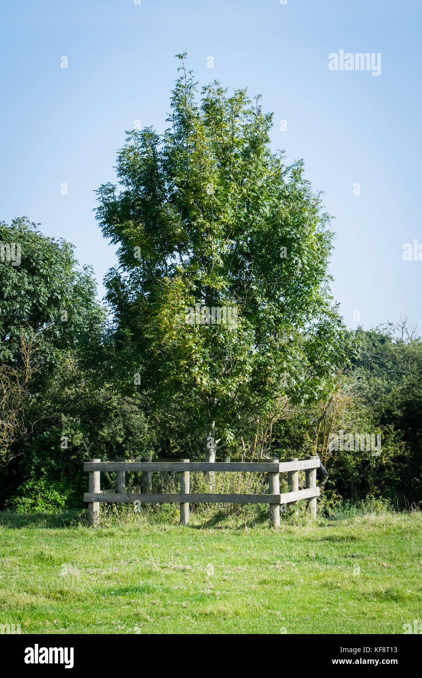 Fence around a growing tree to provide protection Stock Photo - Alamy