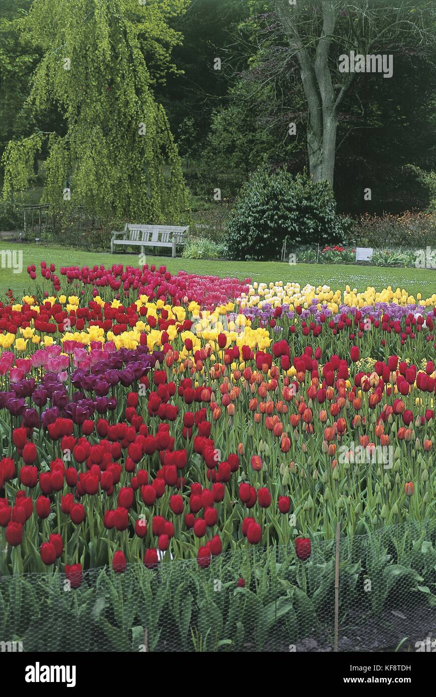 Botany, Liliaceae. Tulip (Tulipa Stock Photo - Alamy