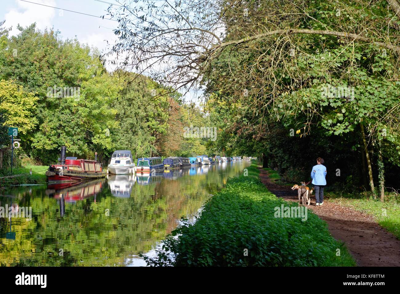 The River Wey navigation at New Haw Surrey UKl Stock Photo - Alamy