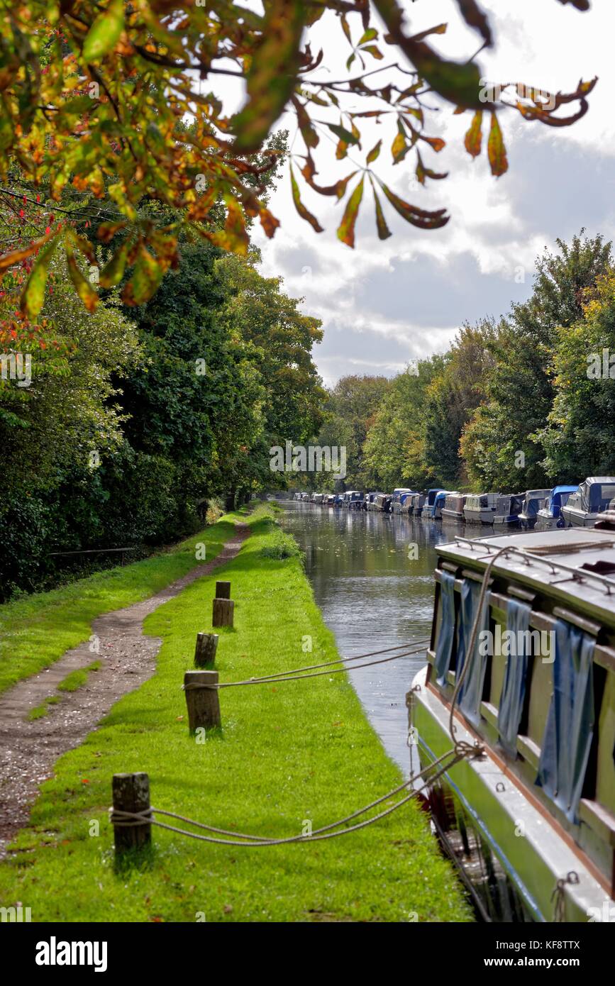 The River Wey navigation at New Haw Surrey UKl Stock Photo - Alamy