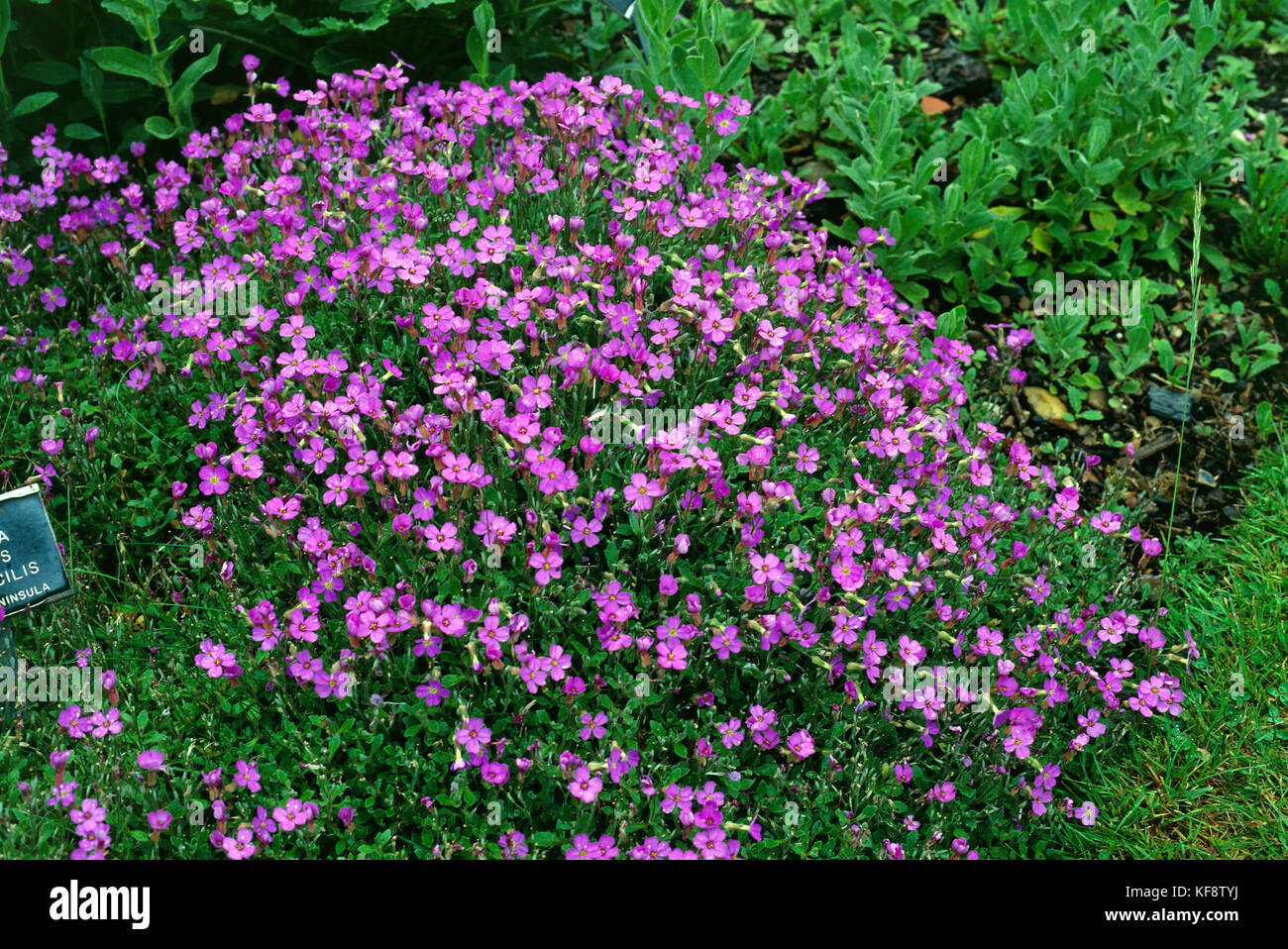 Aubrezia hi-res stock photography and images - Alamy