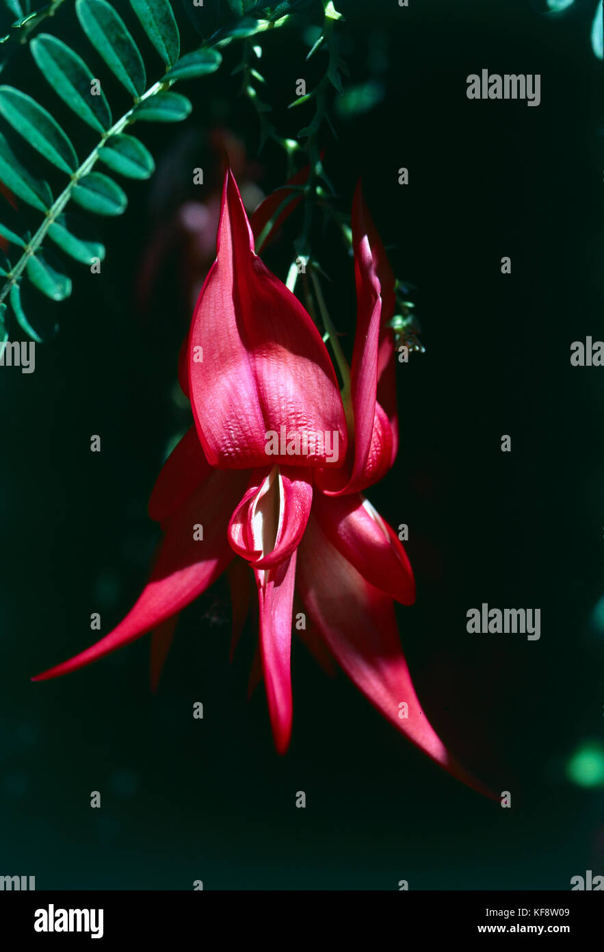 Botany fabaceae glory pea hi-res stock photography and images - Alamy