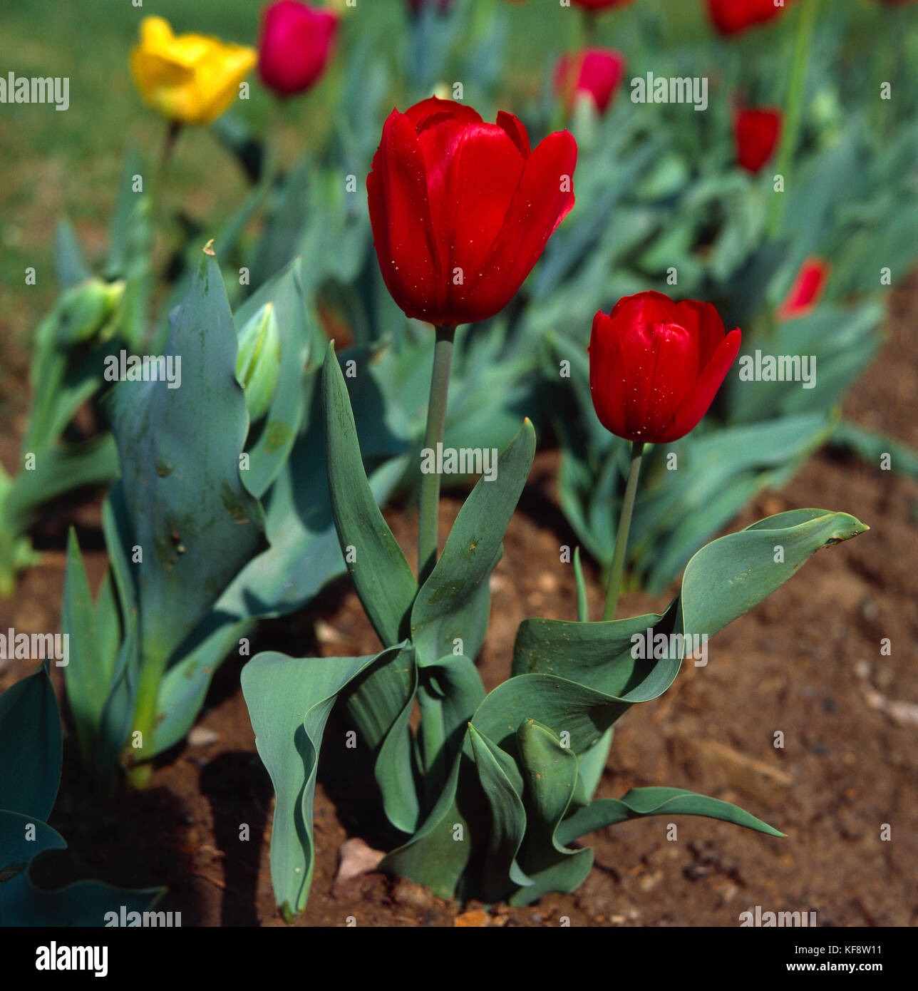 BOTANY, Liliaceae TULIPA HYBRIDA Greig Stock Photo - Alamy