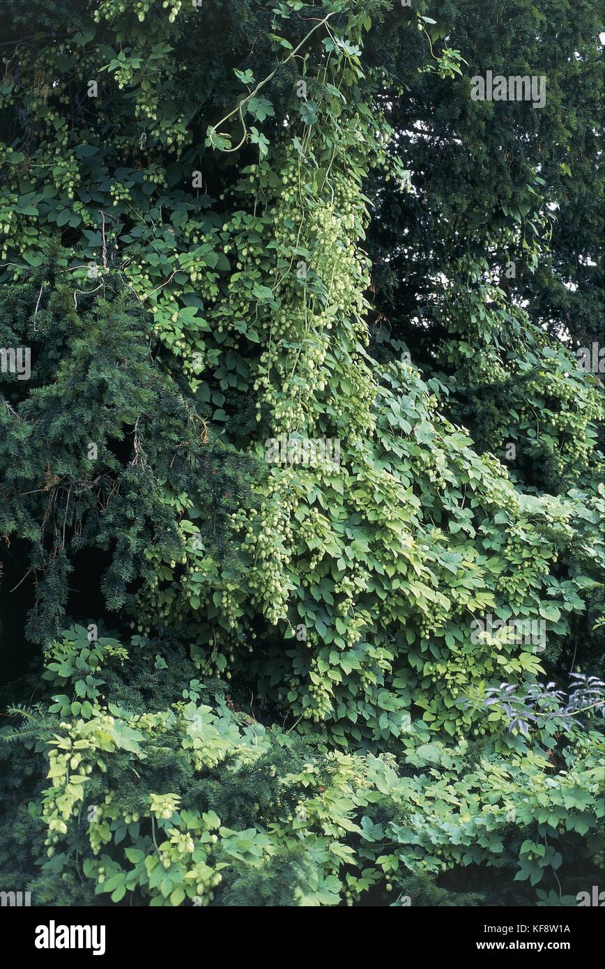 Botany, Cannabaceae. Common hop (Humulus lupulus Stock Photo - Alamy