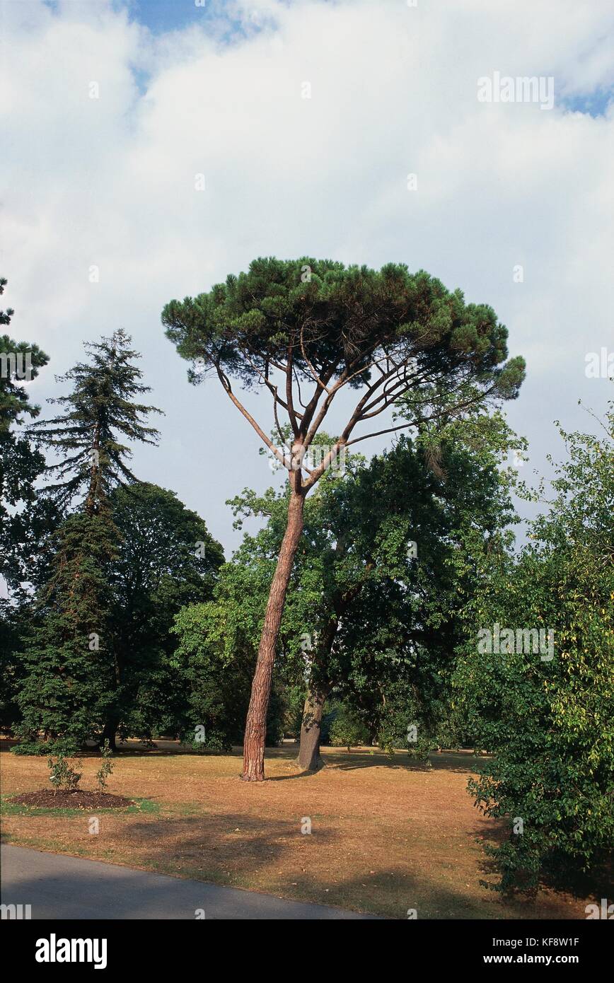TREES, Pinaceae Pine (Pinus pinea Stock Photo - Alamy