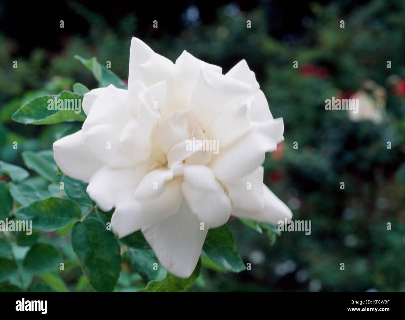 Rose (Rosa Reine de Neiges), Rosaceae Stock Photo - Alamy