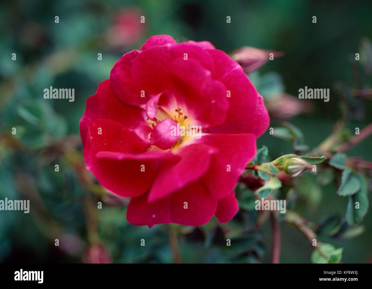 Burnet rose or Scotch rose (Rosa Spinosissima William III), Rosaceae ...