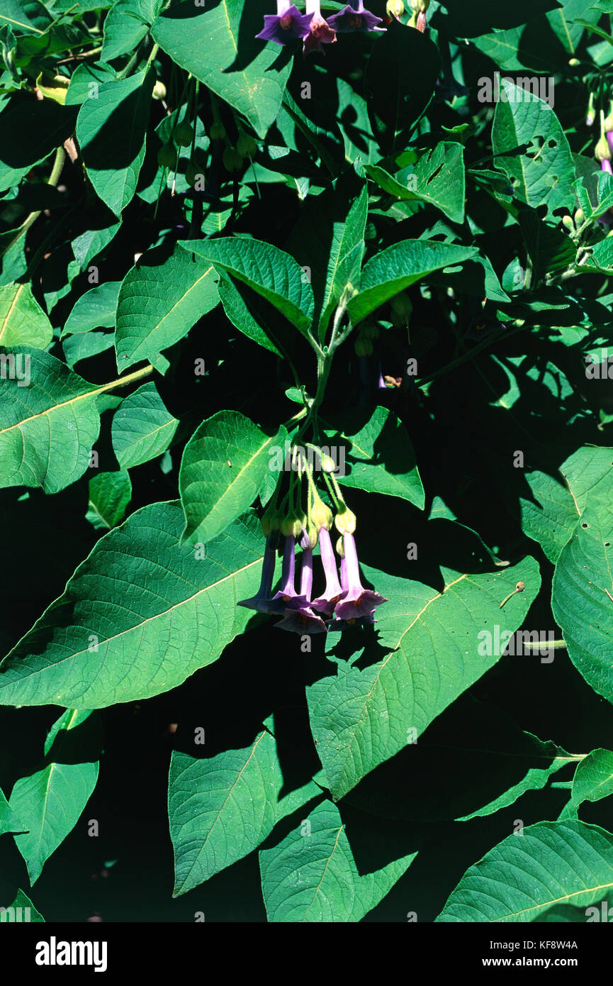 BOTANY, evergreen shrub IOCHROMA grandiflorum Stock Photo - Alamy