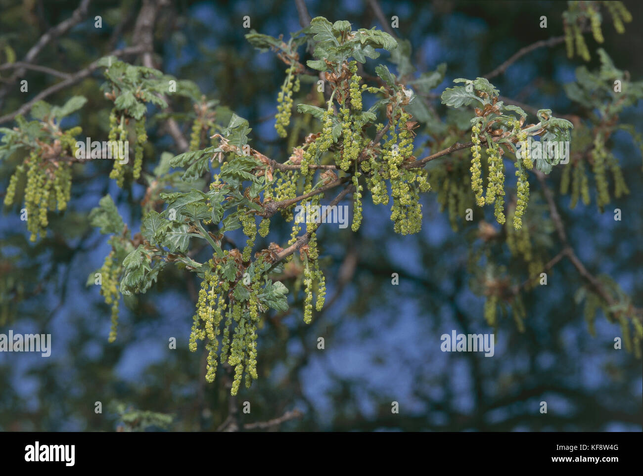 Amenti hi-res stock photography and images - Alamy