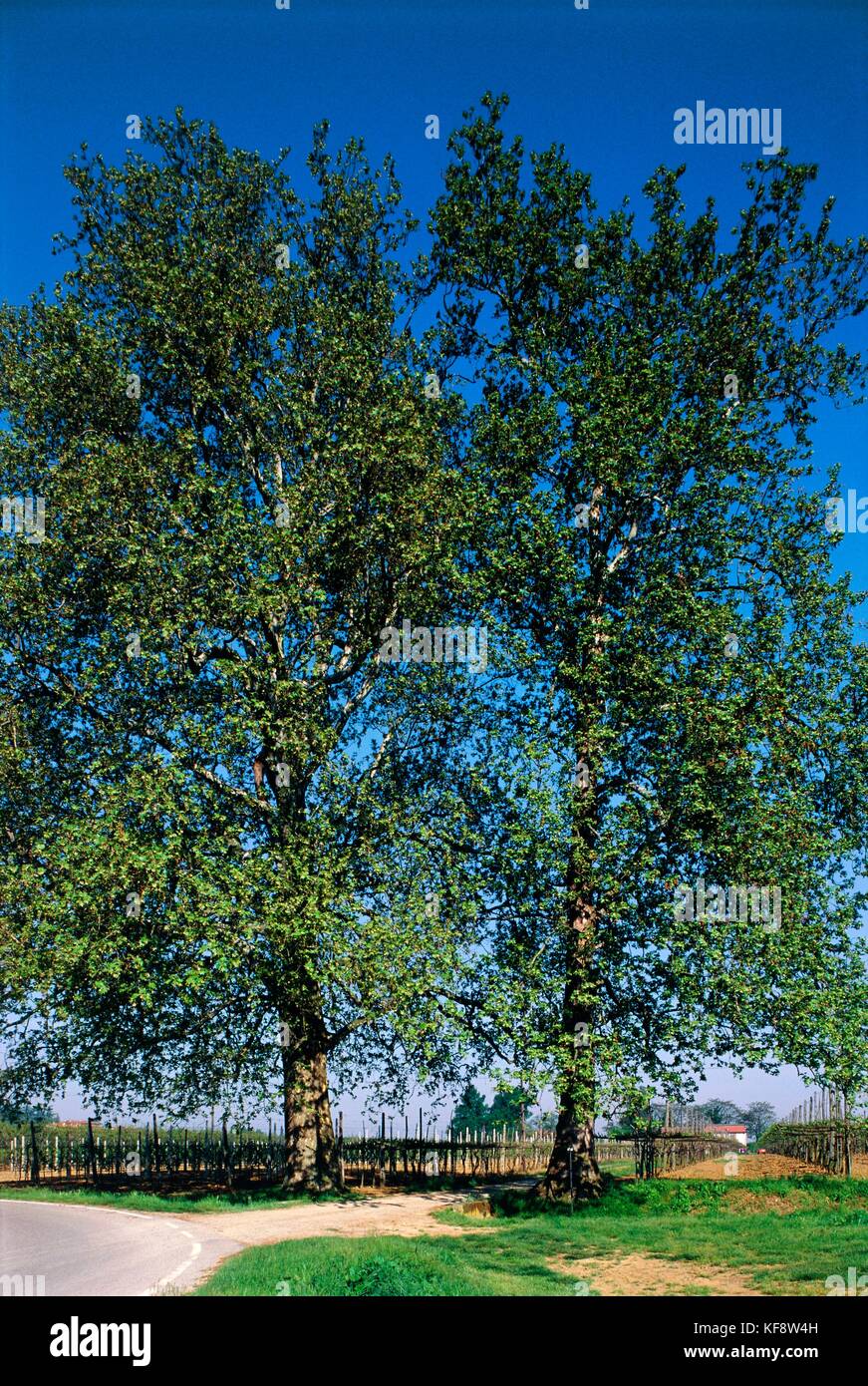 Botany, Trees, Platanacee, Plane tree (Platanus hybrida Stock Photo - Alamy