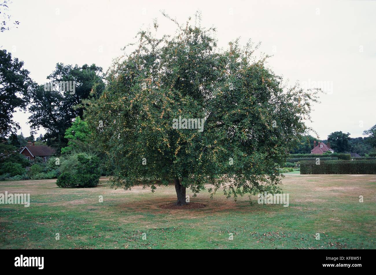 BOTANY, deciduous trees MELO GOLDEN HORNET Stock Photo - Alamy