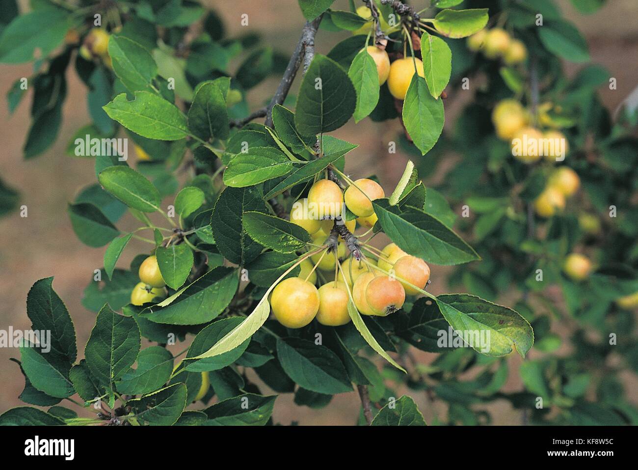 BOTANY, deciduous trees apple fruits' GOLDEN HORNET '(MALUS' GOLDEN ...