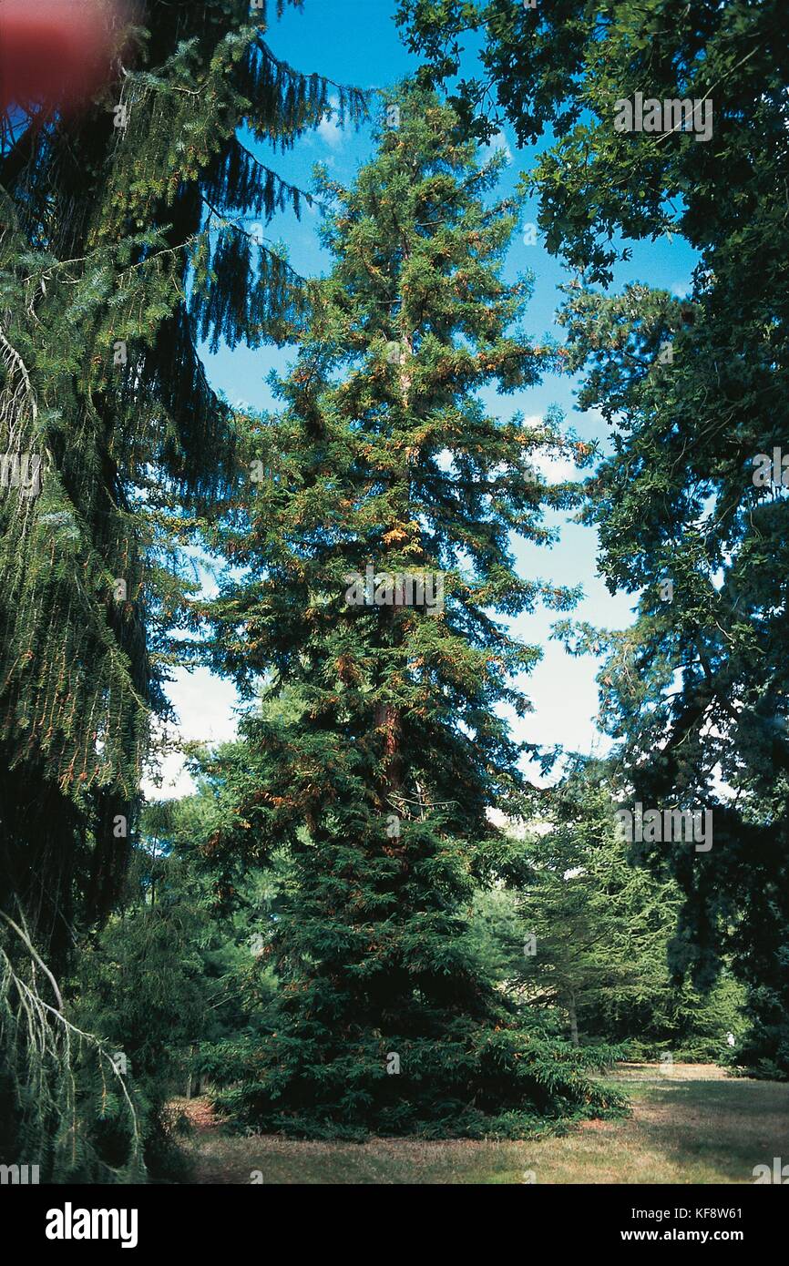BOTANY, TREES CONIFERS Sequoia (Sequoia sempervirens Stock Photo - Alamy