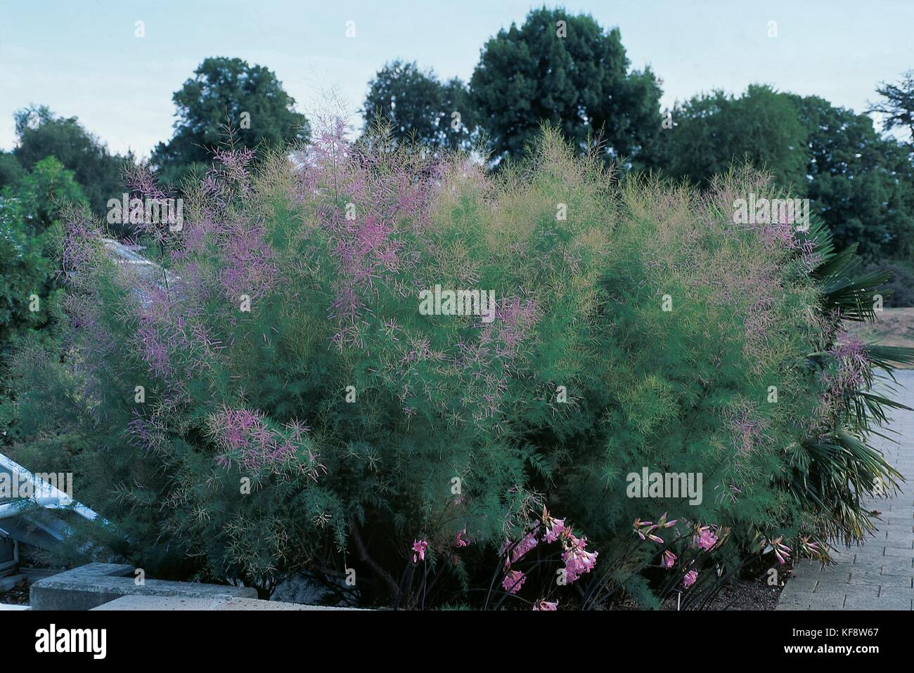 BOTANY, SHRUBS deciduous TAMERICI "PINK CASCADE" (Tamarix pentandra ...