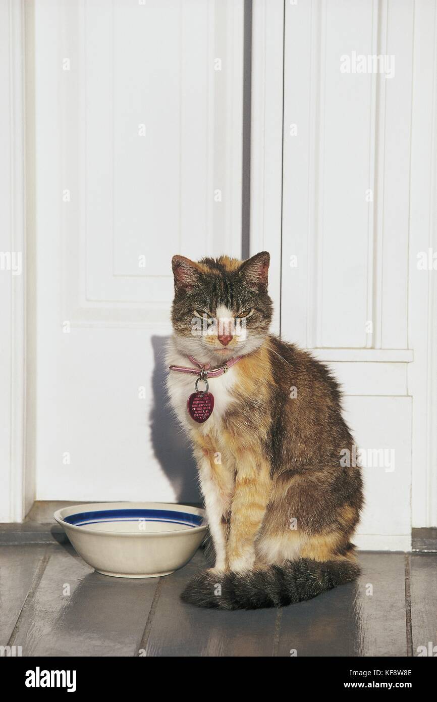 Animal Behaviour, Cat, Natchez, State of Mississippi, United States of ...
