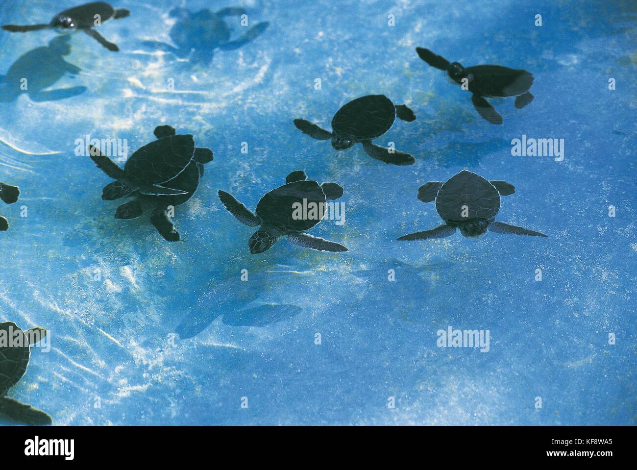 Mexico, Quintana Roo State, Isla Mujeres, Oasis, Sea turtles Stock ...