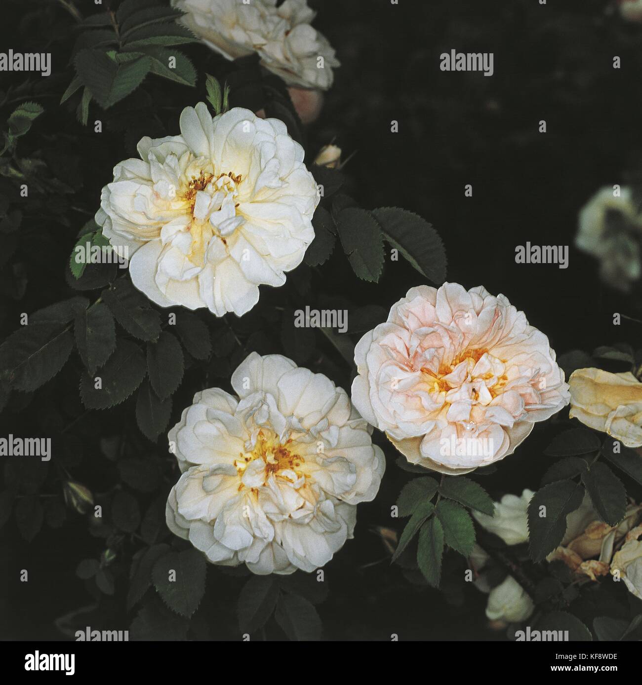 Antique scotch rose hi-res stock photography and images - Alamy