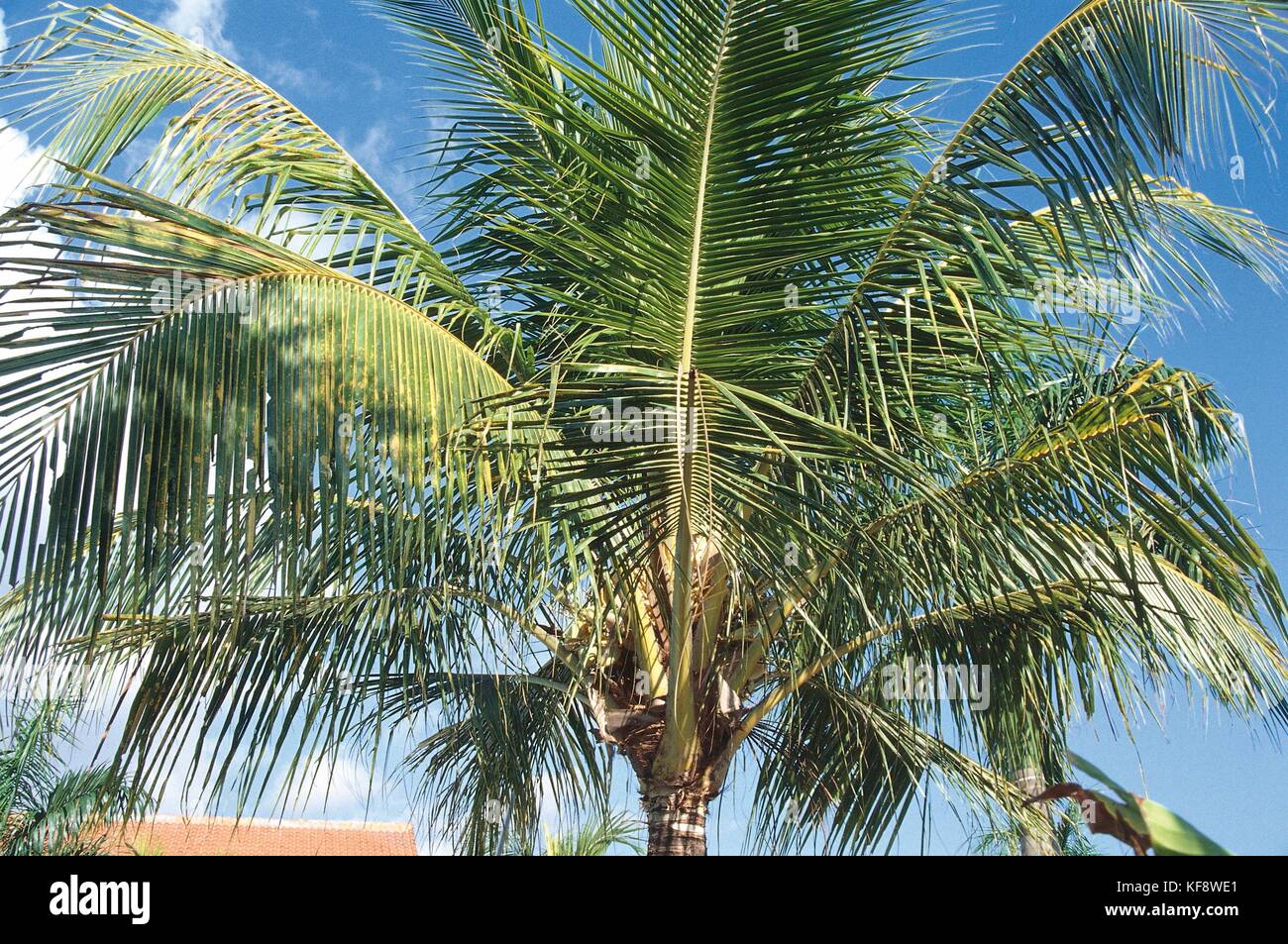 Botany, Trees, Arecaceae, Coconut Palm (Cocus nucifera Stock Photo - Alamy