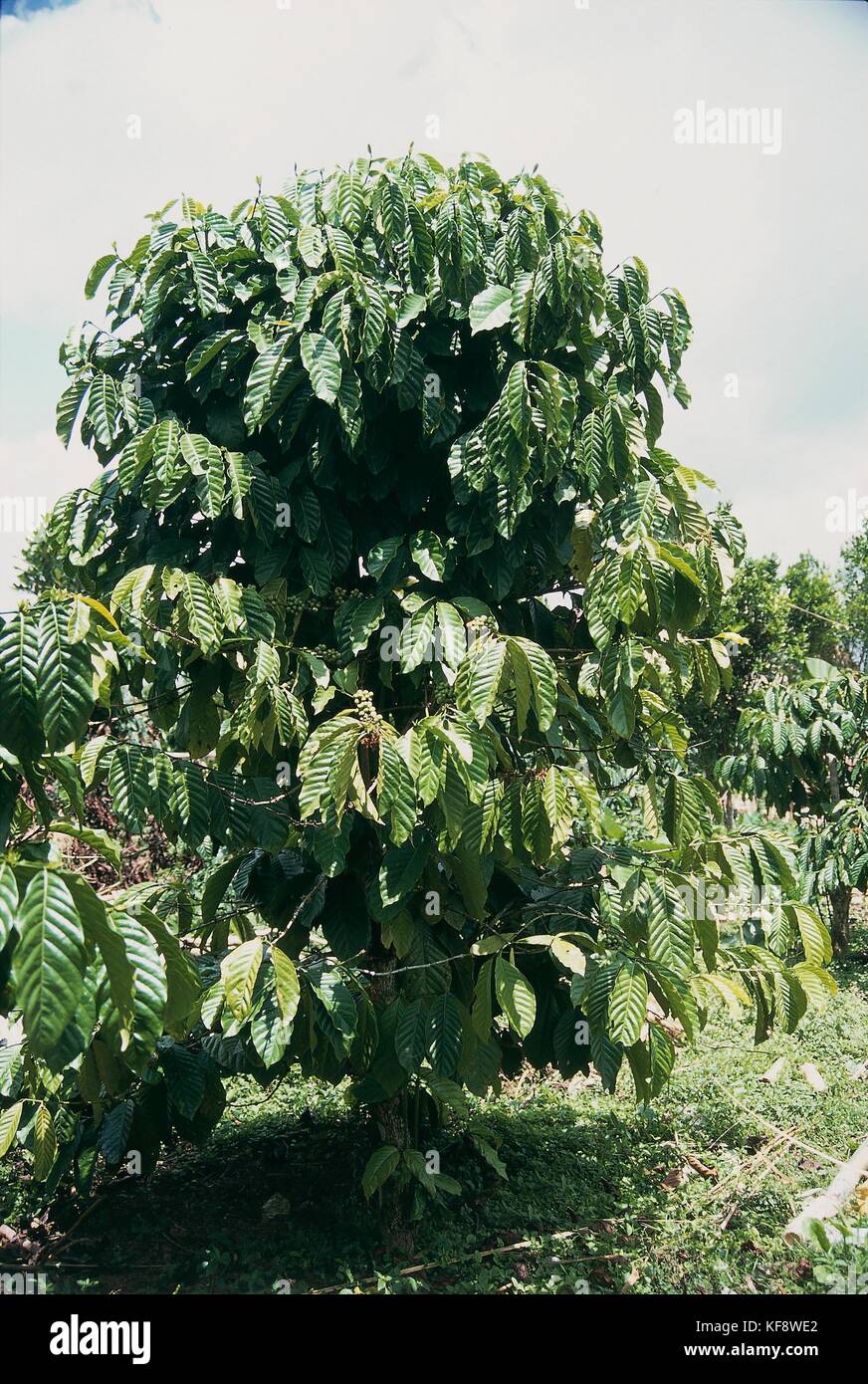 Botany, Trees, Rubiaceae, Coffee (Coffea robusta Stock Photo - Alamy