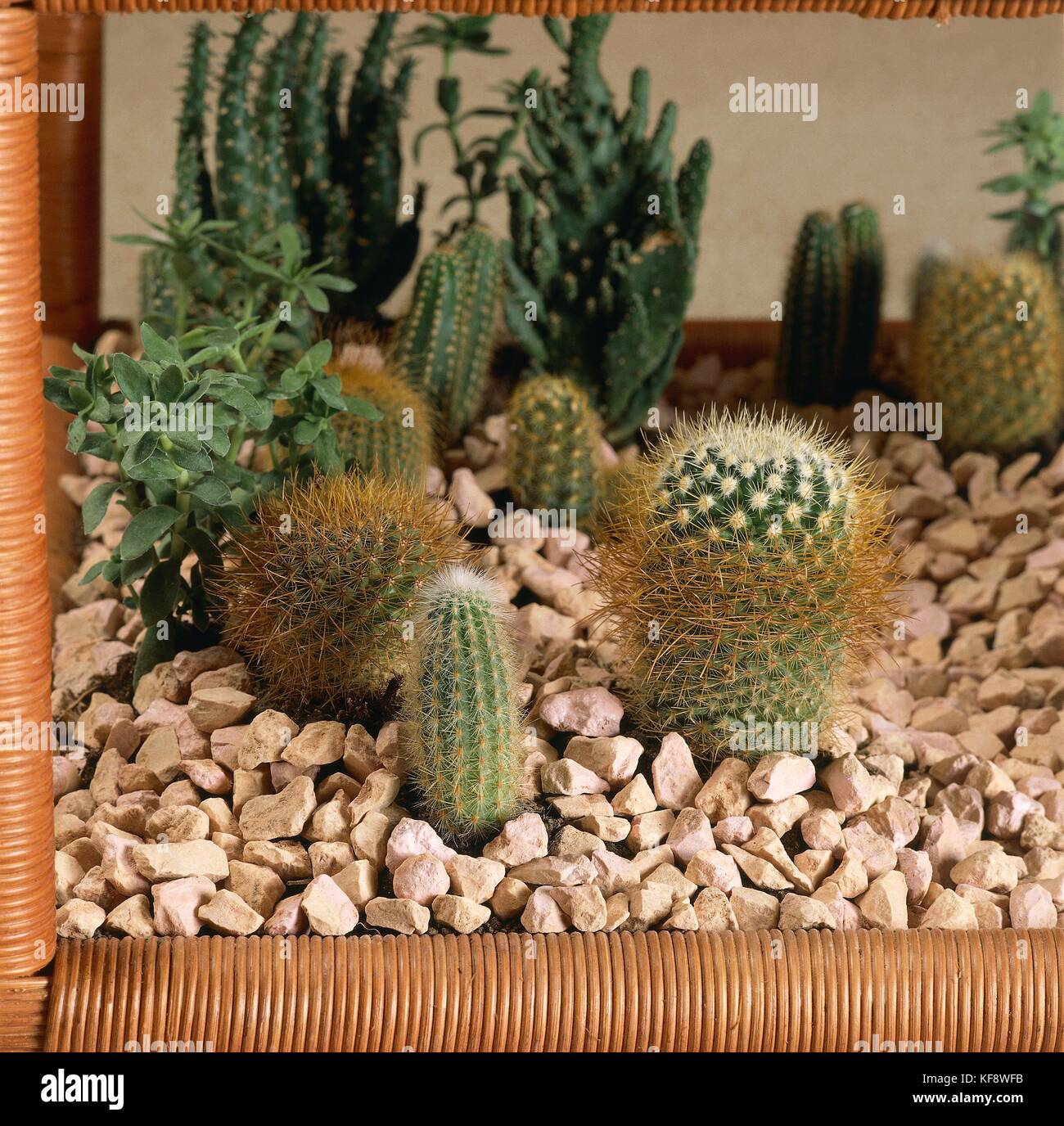 Botany, Indoor plants, Composition of succulent plants in variety Stock ...
