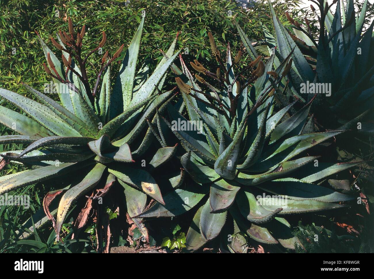 BOTANY, Liliaceae Phormium Tenax Stock Photo - Alamy