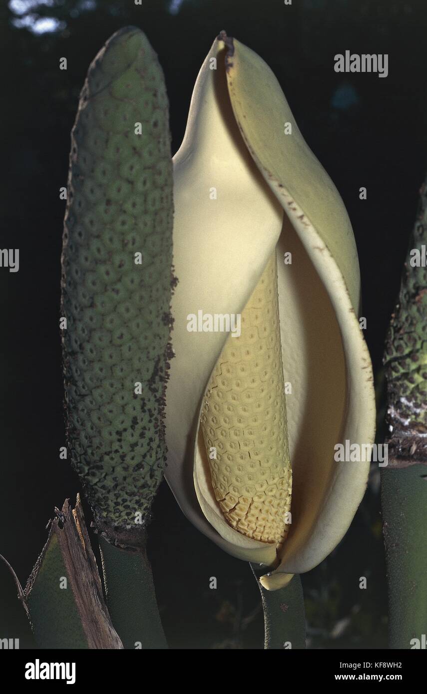 Botany, Araceae. Tarovine (Monstera deliciosa). Detail Stock Photo - Alamy