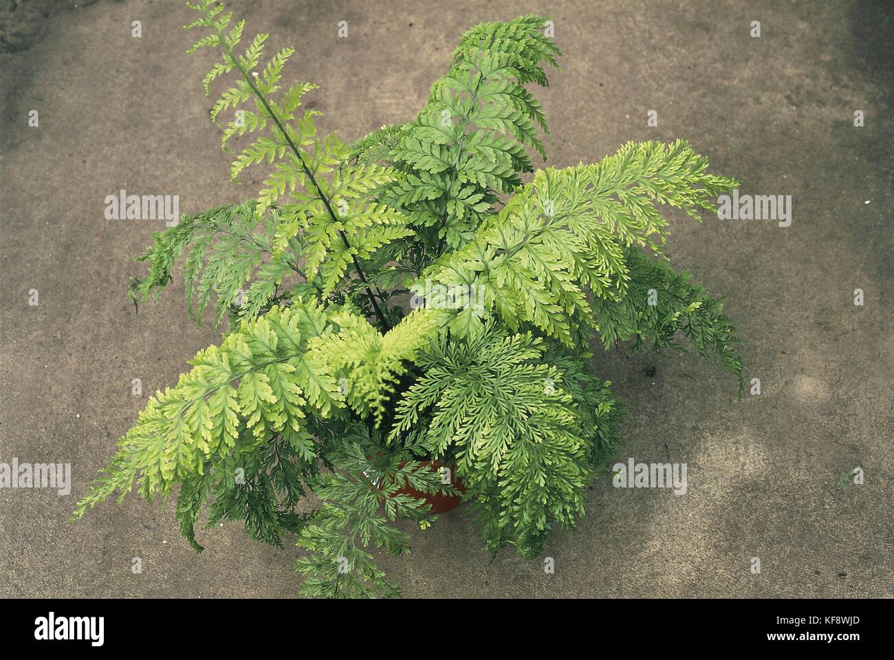 Botany, Aspleniaceae, Mother Spleenwort (Asplenium bulbiferum Stock ...