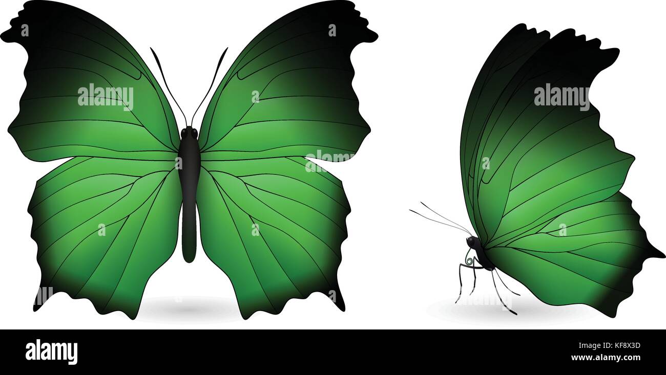 Set of colorful butterflies. Front and side view Stock Vector Image ...