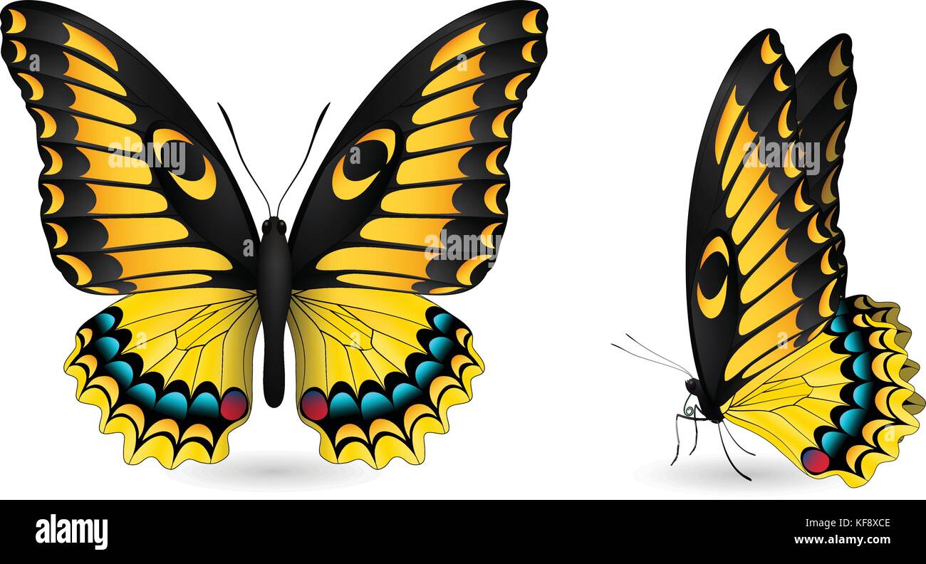 Many monarch butterflies Stock Vector Images - Alamy