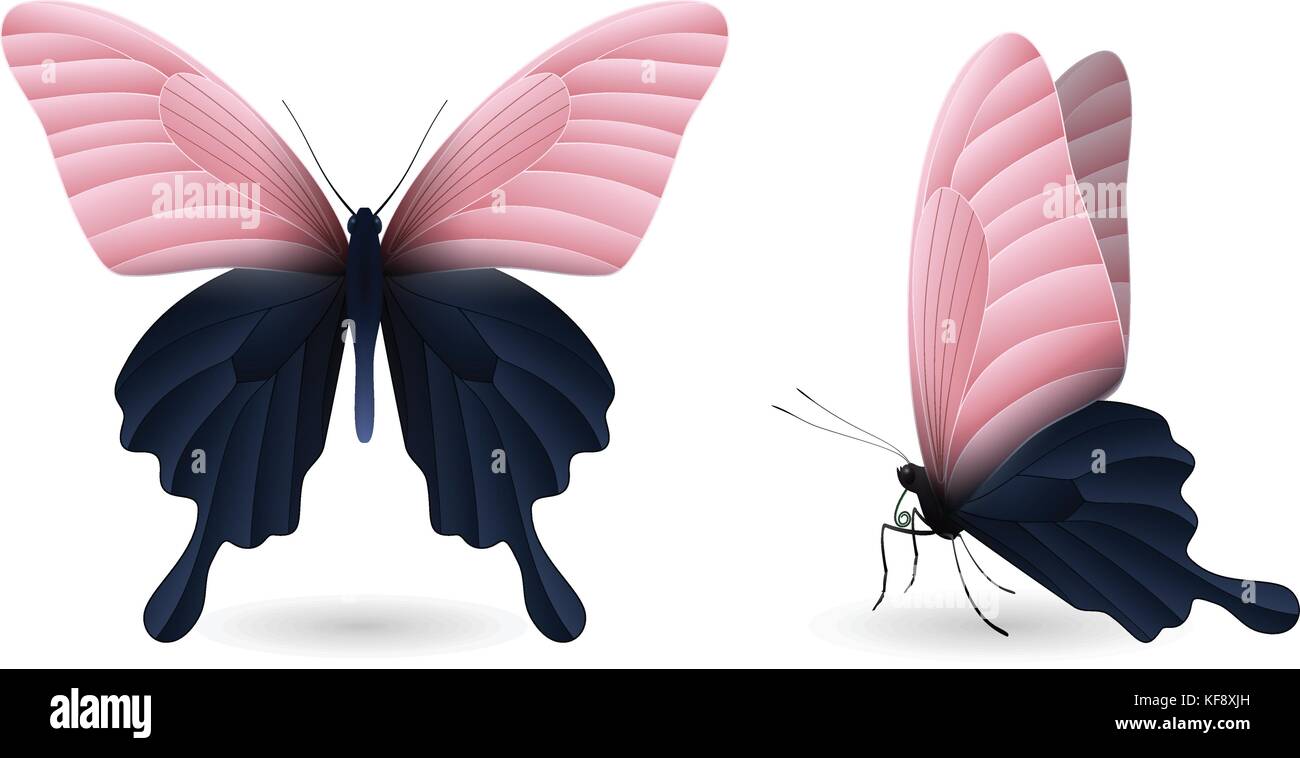 Set of colorful butterflies. Front and side view Stock Vector Image ...