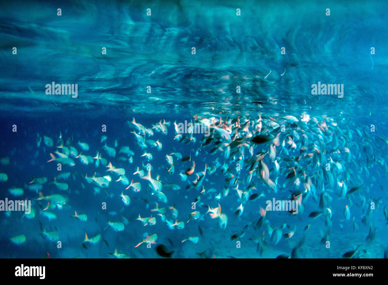 GALAPAGOS ISLANDS, ECUADOR, Isabela Island, Punta Vicente Roca, fish ...