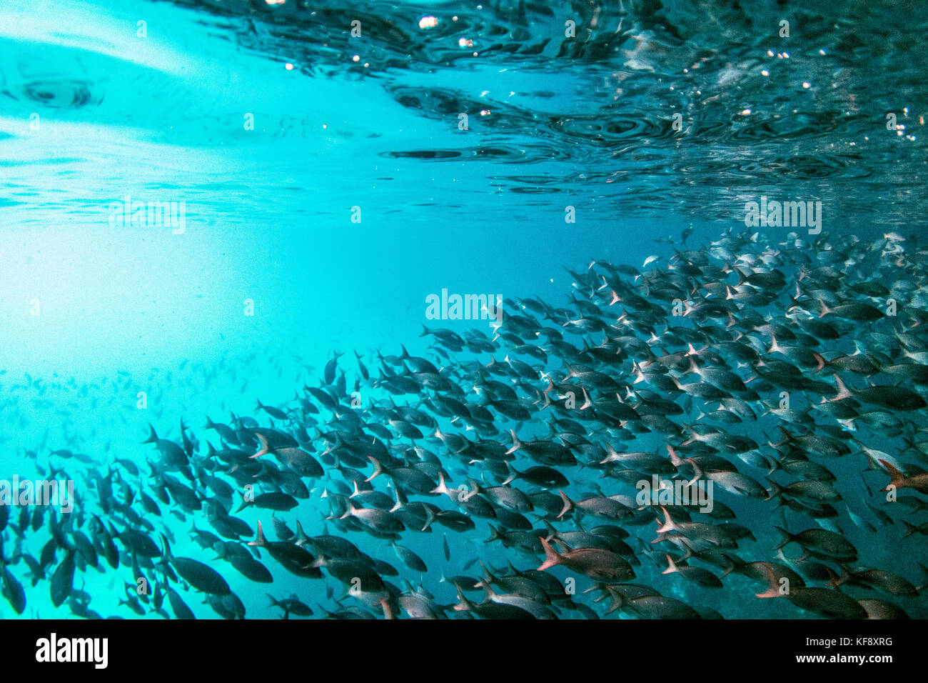 GALAPAGOS ISLANDS, ECUADOR, Isabela Island, Punta Vicente Roca, fish ...