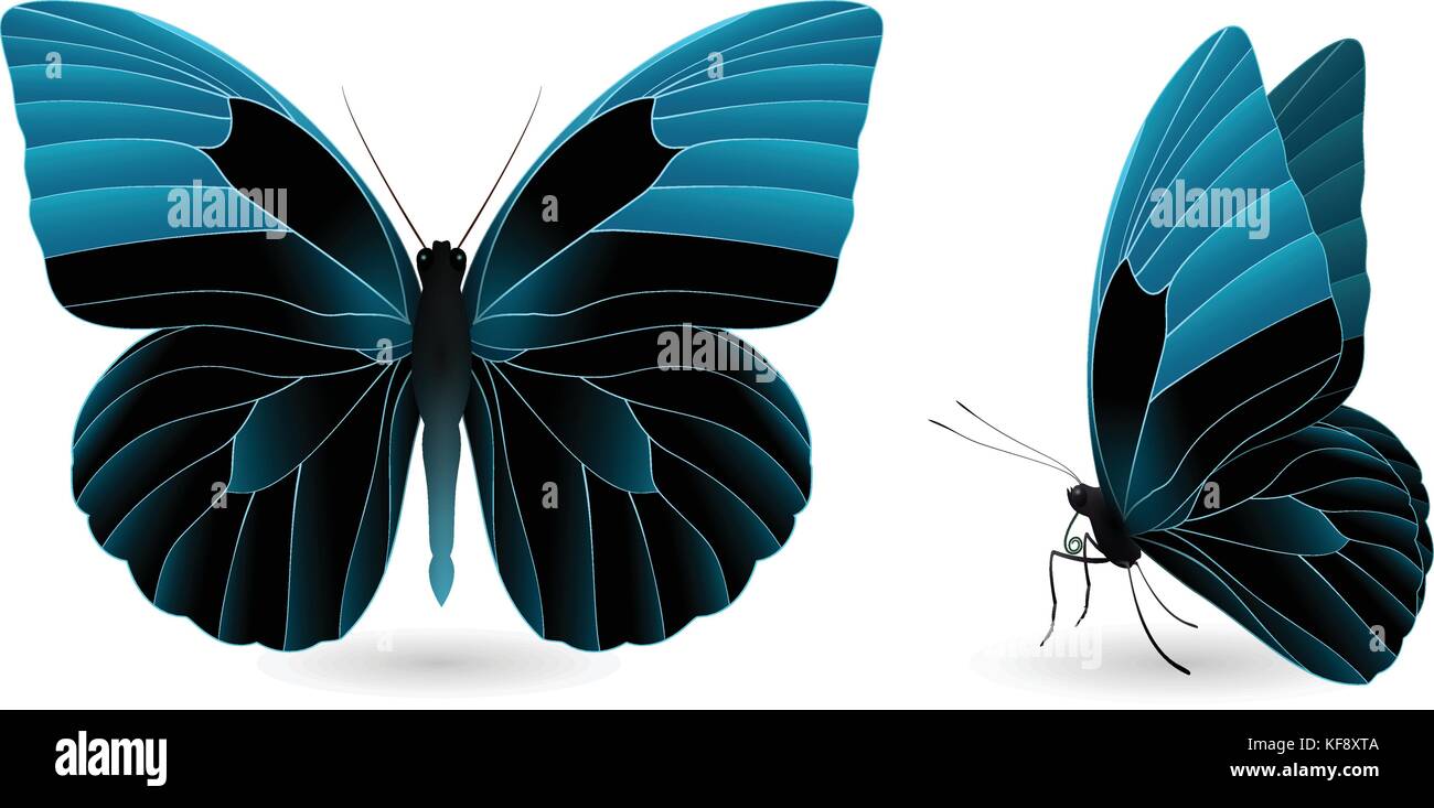 Set of colorful butterflies. Front and side view Stock Vector Image ...