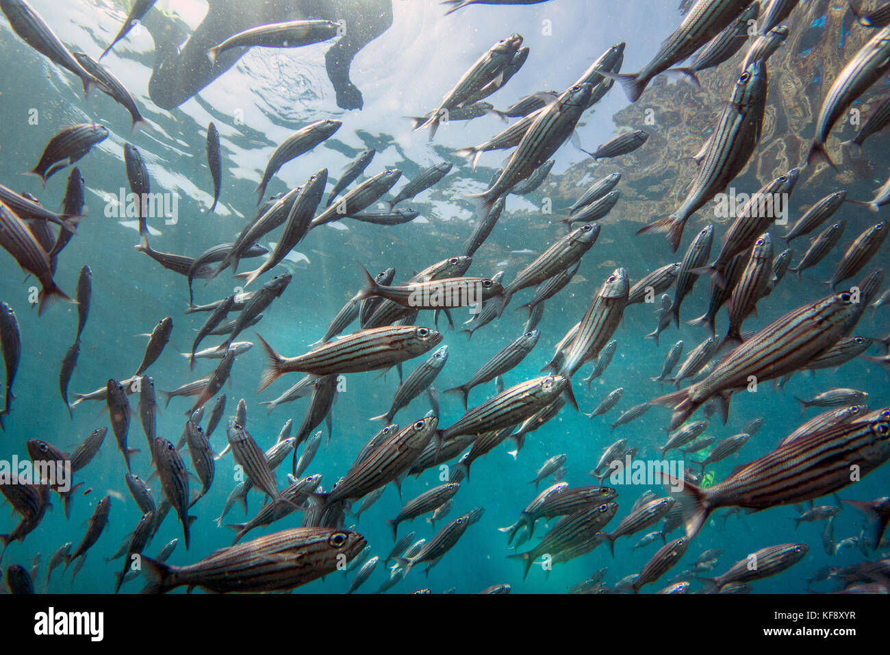 GALAPAGOS ISLANDS, ECUADOR, Isabela Island, Punta Vicente Roca, fish ...
