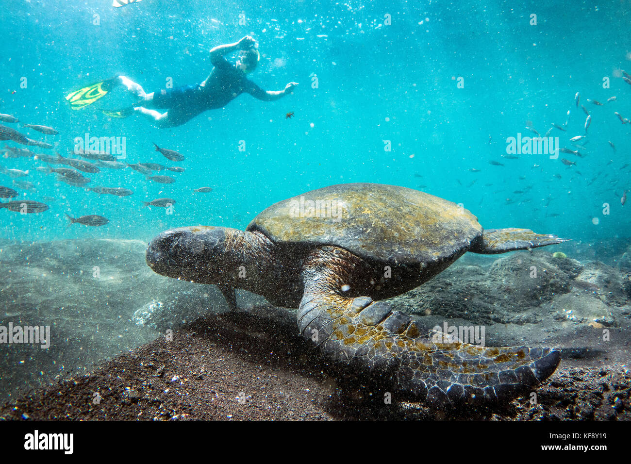 GALAPAGOS ISLANDS, ECUADOR, Isabela Island, Punta Vicente Roca, a sea ...